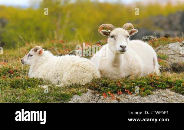 Typical white Stock Videos & Footage - HD and 4K Video Clips - Alamy