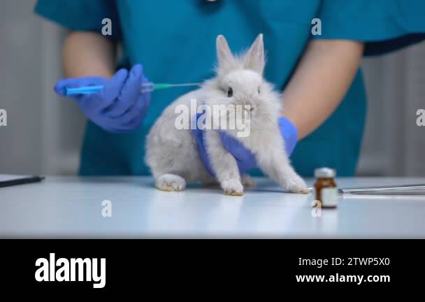 Research rabbit Stock Videos & Footage - HD and 4K Video Clips - Alamy