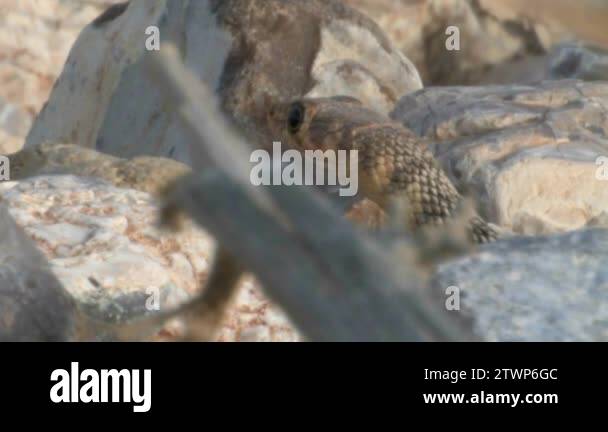 Desert snake sidewinder Stock Videos & Footage - HD and 4K Video Clips ...
