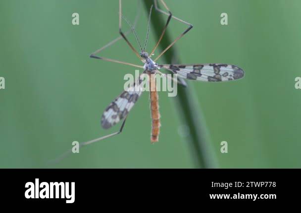 Insect macro, mating Mosquito Crane fly Tipula luna male sitting on ...