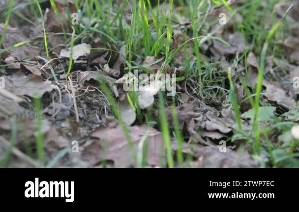 Oak ants Stock Videos & Footage - HD and 4K Video Clips - Alamy