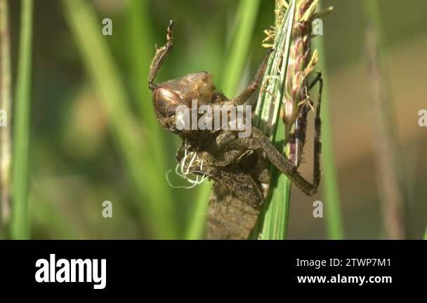 Larval instar Stock Videos & Footage - HD and 4K Video Clips - Alamy