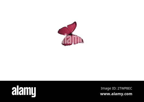 Butterfly flying on background with an alpha channel Stock Video ...