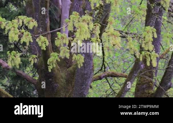 Multi trunked tree Stock Videos & Footage - HD and 4K Video Clips - Alamy