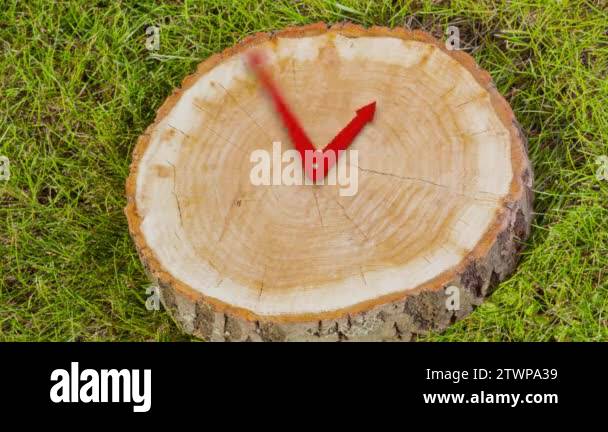 Clock hands on a tree stump. CG animation. Concept of ecology and ...