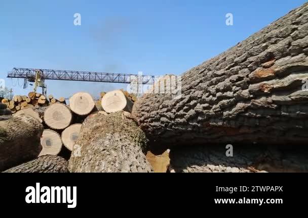 Pine timber on logging Stock Videos & Footage - HD and 4K Video Clips ...