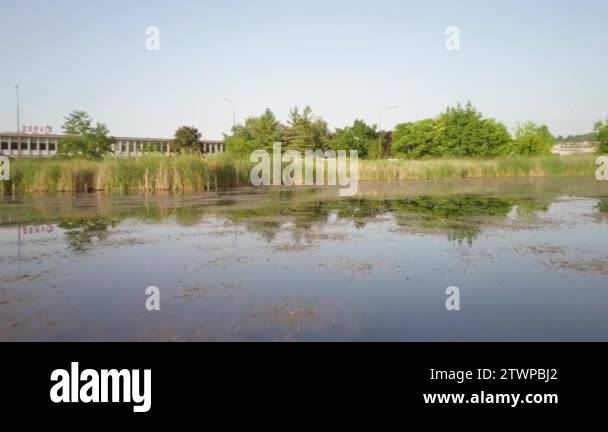 Water Reed and the Reflection of the Sky and Trees in the Pond Surface ...