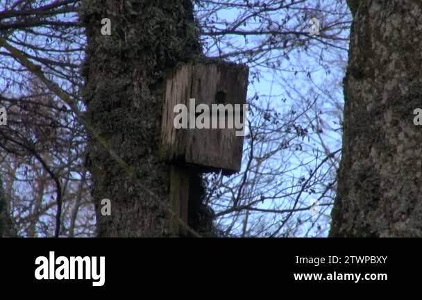 Birdhouse in park Stock Videos & Footage - HD and 4K Video Clips - Alamy