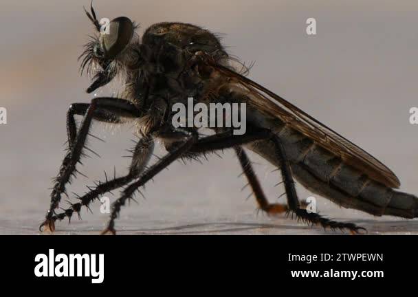 Hot season bug Stock Videos & Footage - HD and 4K Video Clips - Alamy
