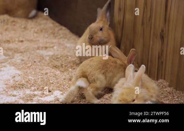Domestic rabbits Stock Videos & Footage - HD and 4K Video Clips - Alamy