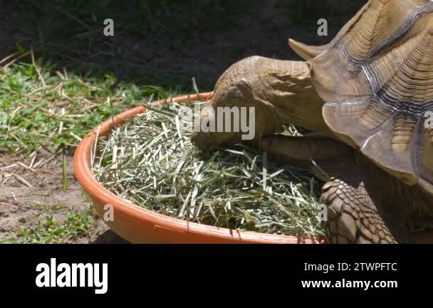 Sulcata turtle Stock Videos & Footage - HD and 4K Video Clips - Alamy