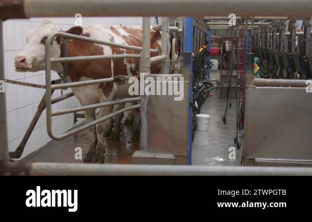 Cow milking facility and mechanized milking equipment. Cows automation ...