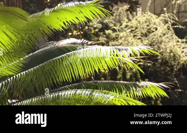 Cycas rumphii Stock Videos & Footage - HD and 4K Video Clips - Alamy
