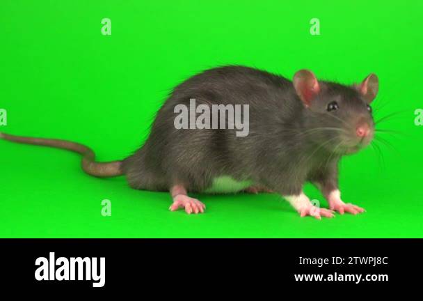 Rat rodent on green screen background Stock Video Footage - Alamy
