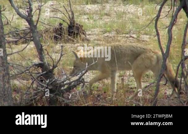Tree hunter meadow hunting Stock Videos & Footage - HD and 4K Video ...