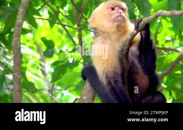 Monkeys head holds Stock Videos & Footage - HD and 4K Video Clips - Alamy