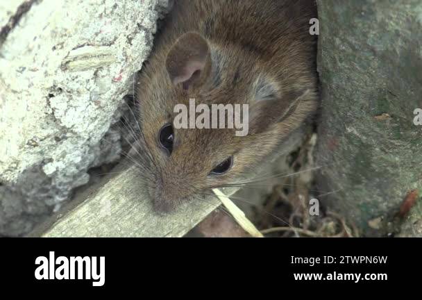 Mouse home pest Stock Videos & Footage - HD and 4K Video Clips - Alamy