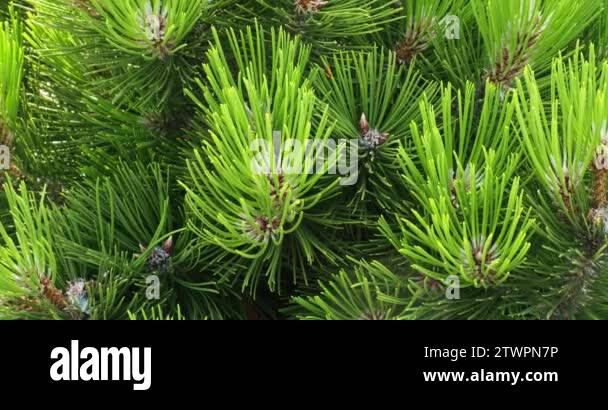 Long sharp needles Stock Videos & Footage - HD and 4K Video Clips - Alamy