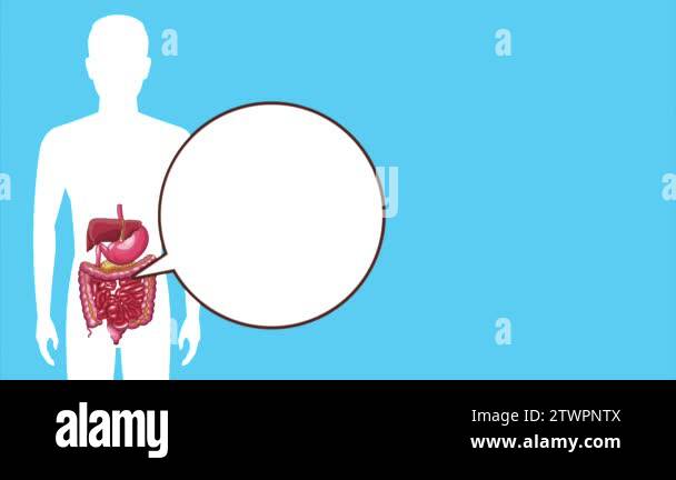 Digestive system concept HD animation Stock Video Footage - Alamy