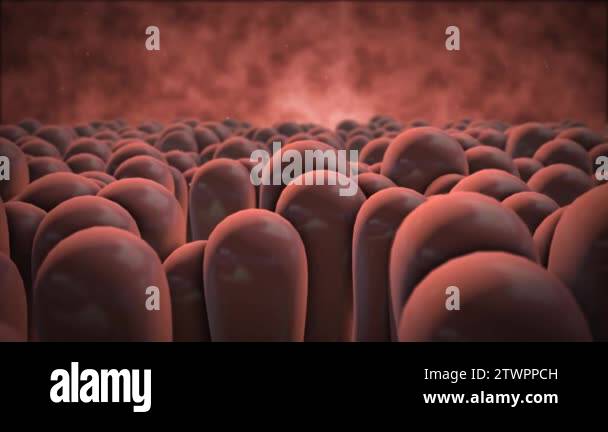3D Medical Animation of The Digestive System Stock Video Footage - Alamy