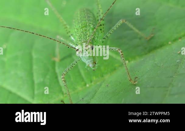 Horned leaf hopper Stock Videos & Footage - HD and 4K Video Clips - Alamy