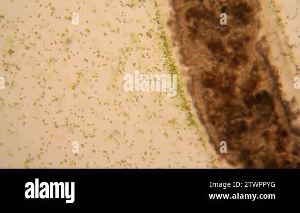 Pond organisms microscope Stock Videos & Footage - HD and 4K Video ...