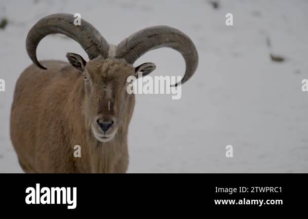 Barbary sheep (Ammotragus lervia) is a species of caprid (goat-antelope ...