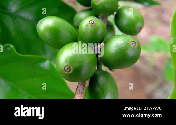 Extremely close-up of the unripe green coffee beans of various sizes ...