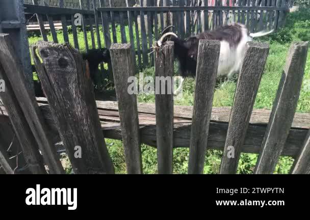 Goat butts small goat in garden. Big older goat butts with his head ...