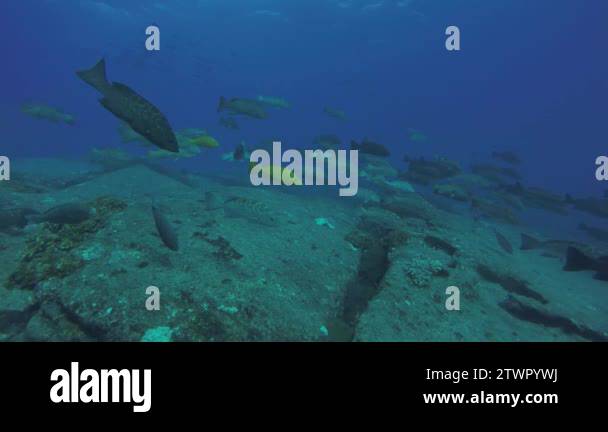 Leopard grouper (Mycteroperca rosacea), group feeding from the reefs of ...
