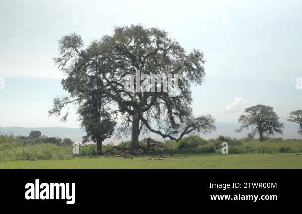 Ancient tree small canopy Stock Videos & Footage - HD and 4K Video ...