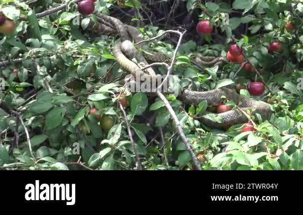 Snakes bask on a tree in the sun. The dice snake (Natrix tessellata ...