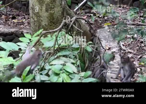 Monkeys on creepers of rain forest in Bali Stock Video Footage - Alamy