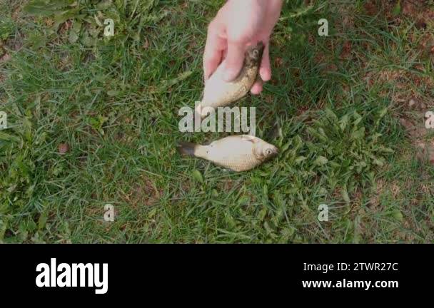 Little carp Stock Videos & Footage - HD and 4K Video Clips - Alamy