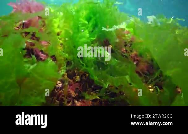 Red, green and brown algae on the seabed in the Black Sea (Porphyra ...