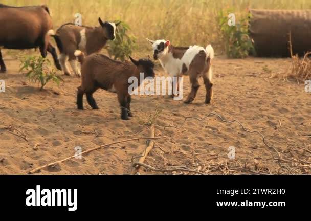 Little goat playing Stock Videos & Footage - HD and 4K Video Clips - Alamy