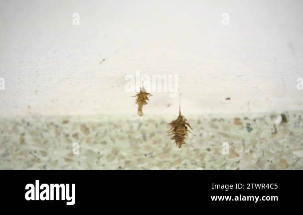 Worm nest Stock Videos & Footage - HD and 4K Video Clips - Alamy