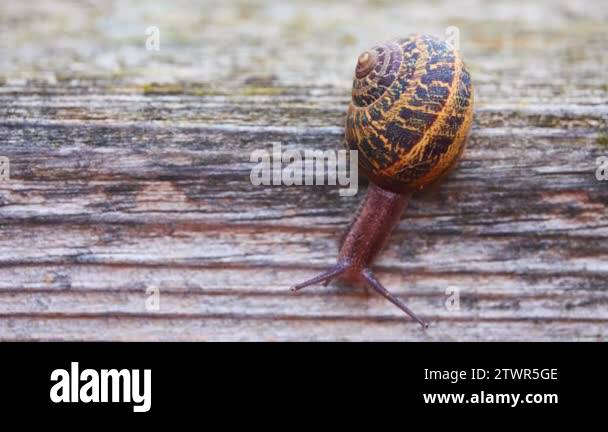 Edible snail common garden snail Stock Videos & Footage - HD and 4K ...