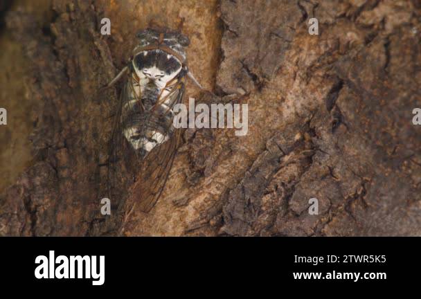 Cicadoidea insect. Eukaryota Animalia Arthropoda Tracheata Hexapoda Insecta Insecta biology ...