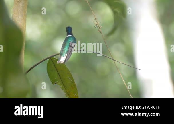 National bird of panama Stock Videos & Footage - HD and 4K Video Clips ...