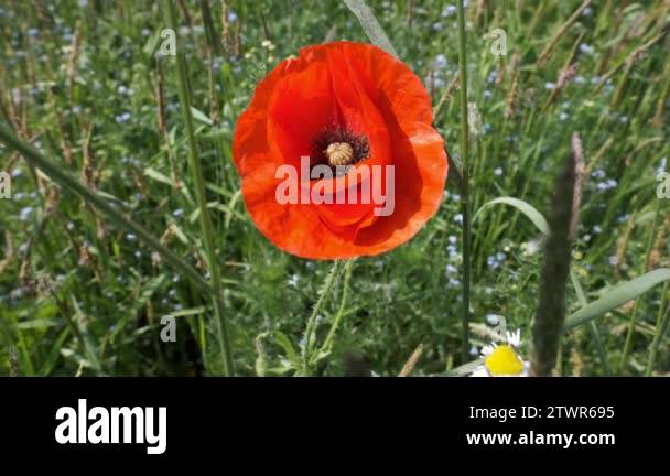 Papaver fruit Stock Videos & Footage - HD and 4K Video Clips - Alamy