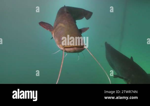 two big Wels Catfish, under water shot Stock Video Footage - Alamy