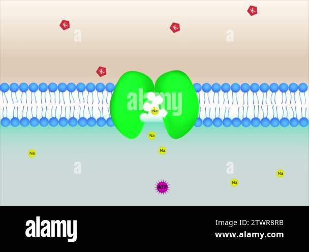 Sodium Potassium Pump Animation Action Potential