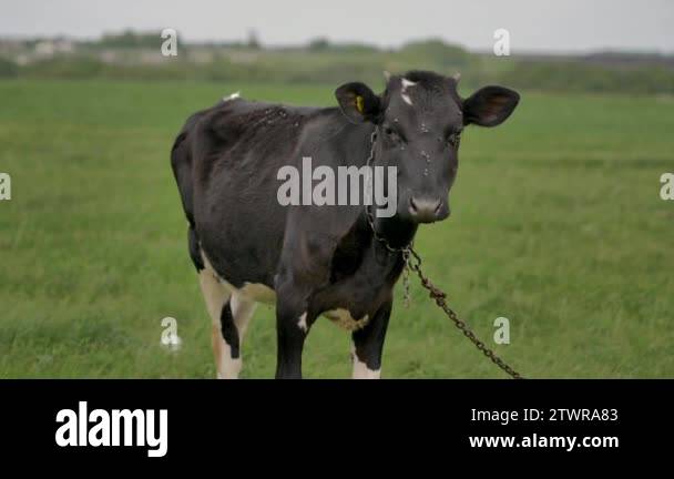 Black young calf tied chain Stock Videos & Footage - HD and 4K Video ...