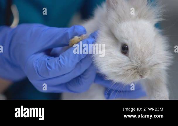 Vet examining rabbit paw for injury, diagnosing fungal diseases ...