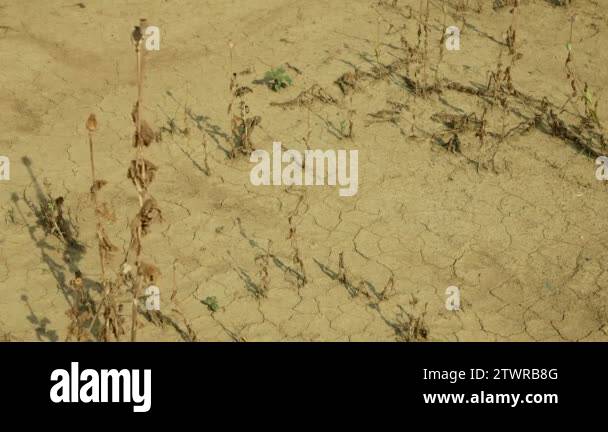 Very drought dry field land with poppy leaves Papaver poppyhead, drying ...