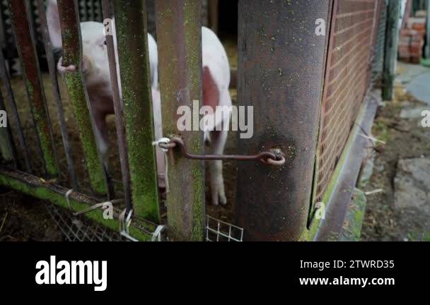 Two small white piglets in a pigsty, piglets behind a fence of metal ...