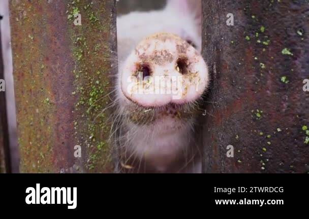 Two small white piglets in a pigsty, piglets behind a fence of metal ...