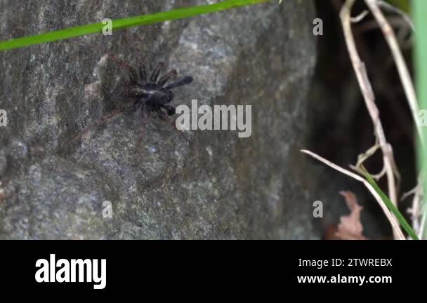 Spider shadow dark Stock Videos & Footage - HD and 4K Video Clips - Alamy
