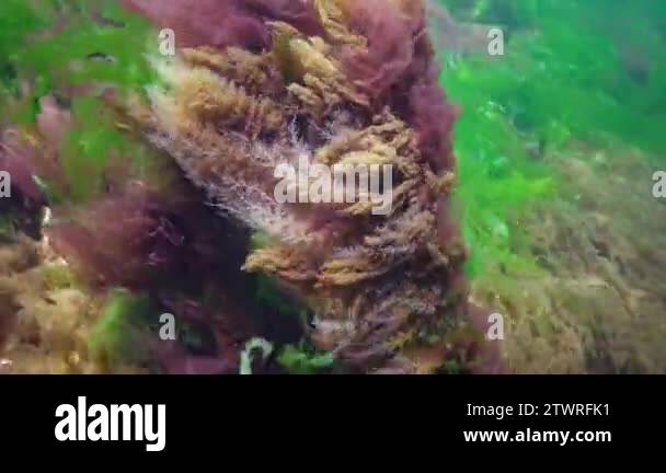 Obelia Hydroid Polyps, surrounded by green and red algae on the seabed ...